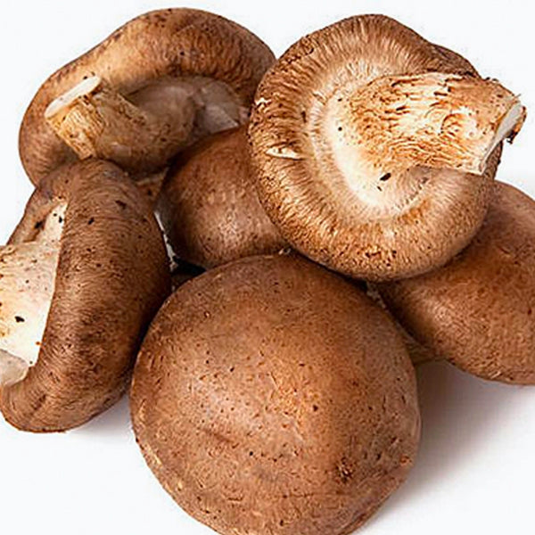 Shiitake Mushroom Extract – Elements Shiitake Mushroom Extract – Elements