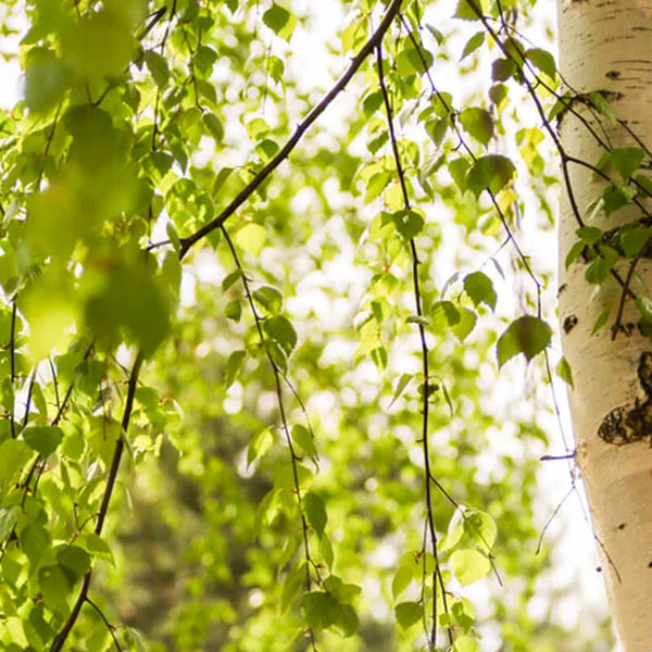 Birch Leaf Extract – Elements