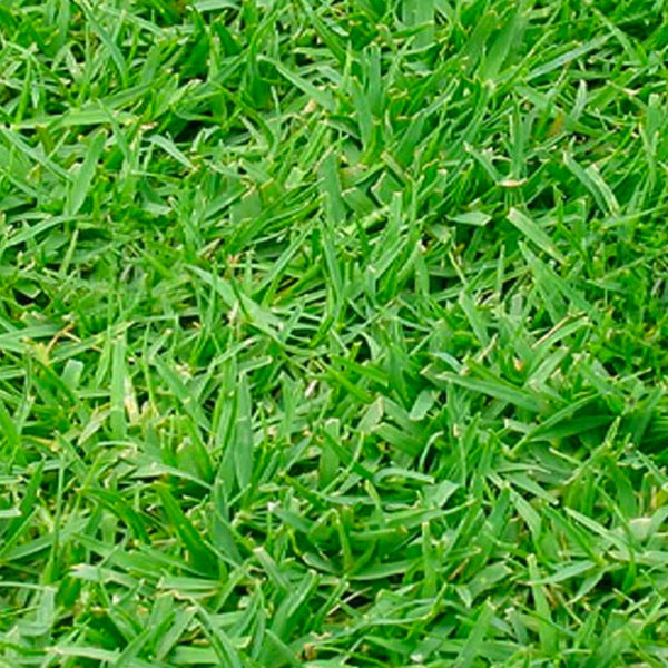 Couch Grass Extract – Elements